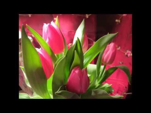 🌹💗My pretty pink tulip flowers💗🌹
