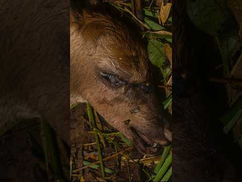 Timelapse-Roadkill deer decomposing naturally in the woods