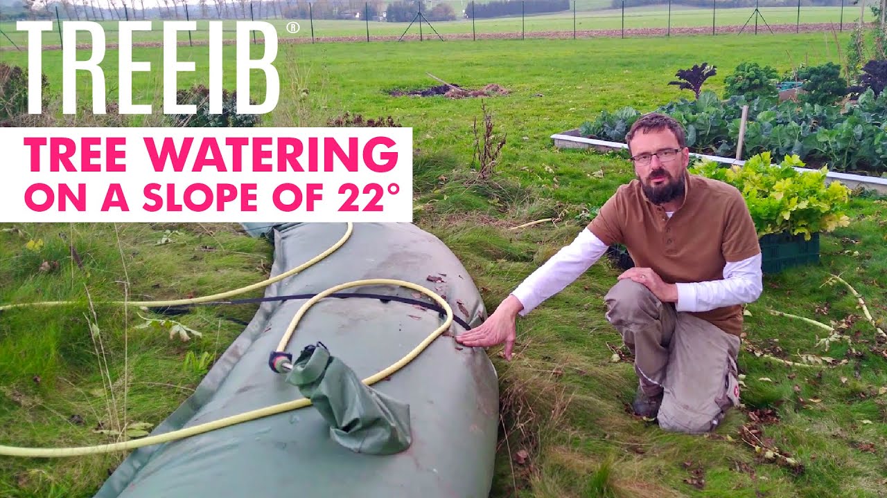 How to water large mature trees that grow in slopes? With TREEIB® watering bag it's easy.