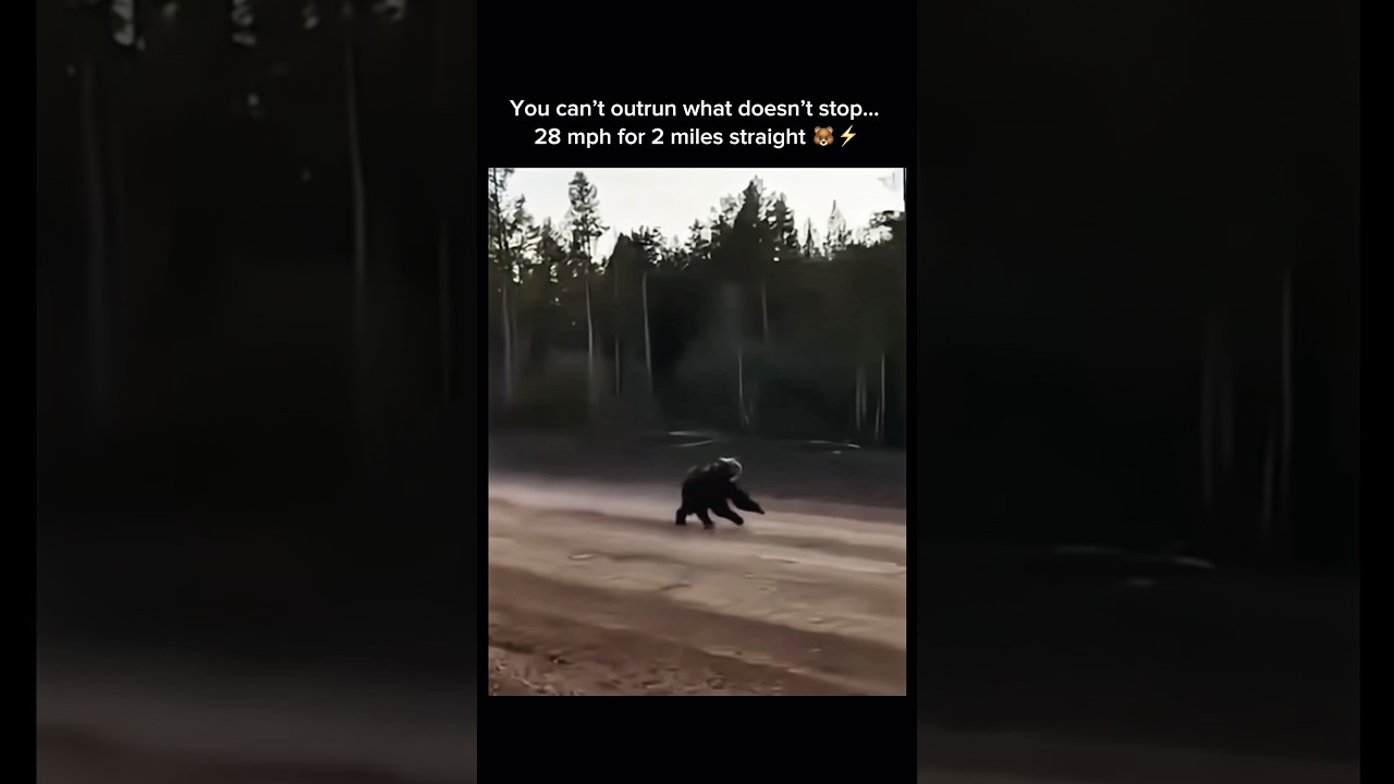 Grizzly Bear Chase: 28 MPH for 2 Miles Straight