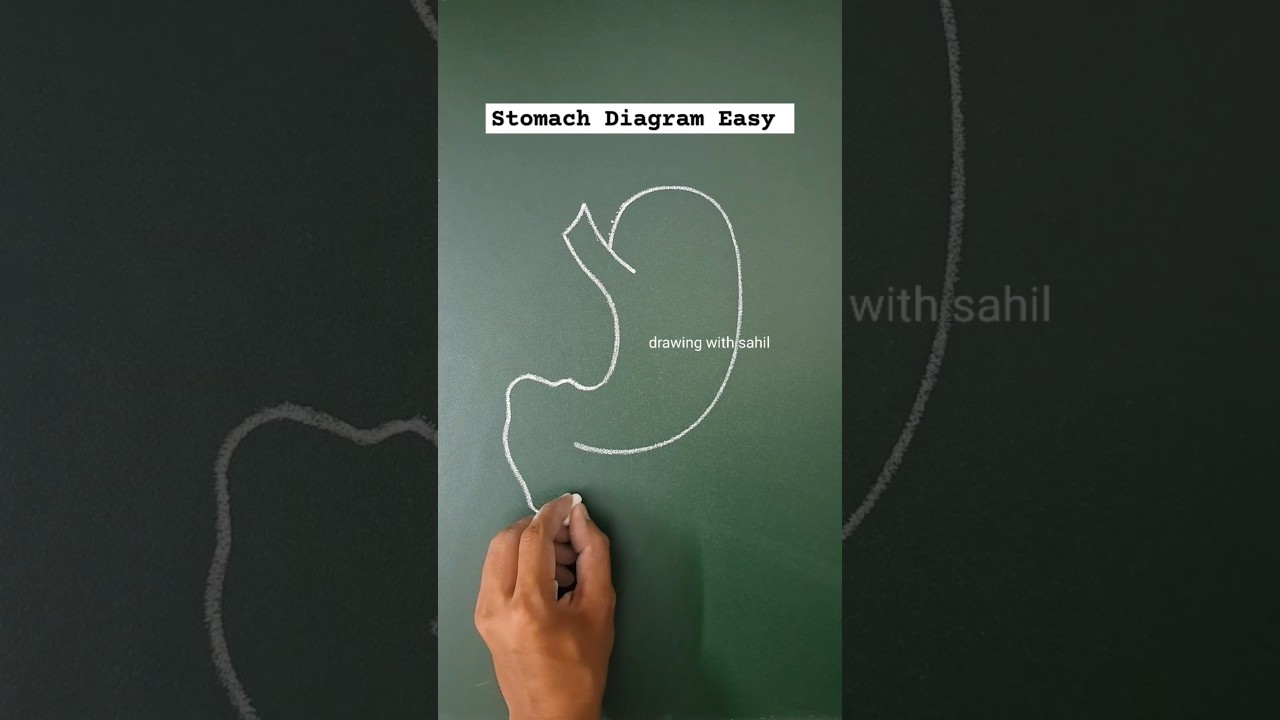 stomach diagram of our human body 😮 #stomach #diagram #drawing #drawingwithsahil #shorts