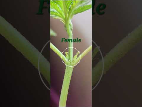 How to Identify a male cannabis and female cannabis plant.