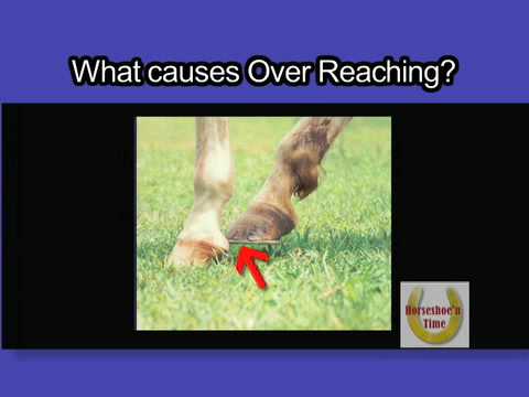 The Grammar School of Trimming and Shoeing Horses DVD excerpt.mov