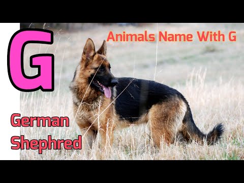 learn animals name for toddlers | Animals name start with G | Animals names start with Letter g