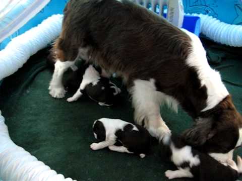 Flora's puppies WANT to NURSE!