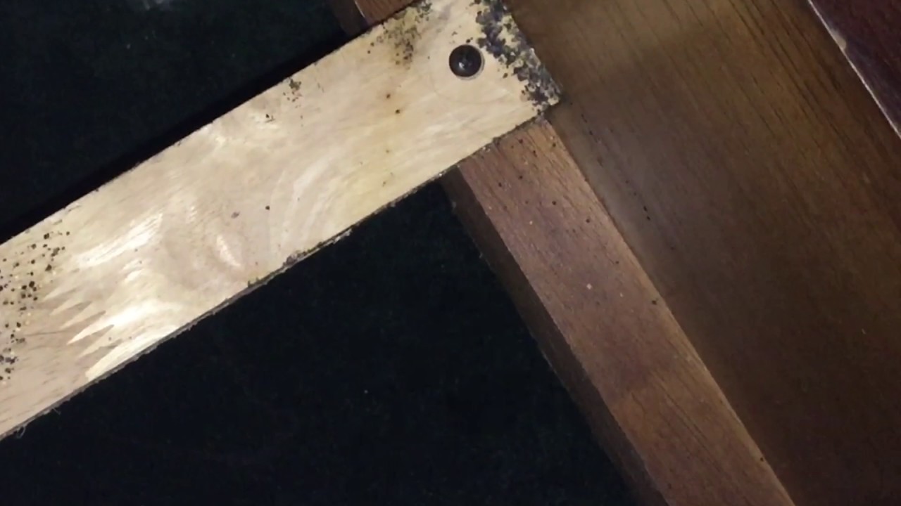 Bed Bug Exterminator Toronto - Heat Works!