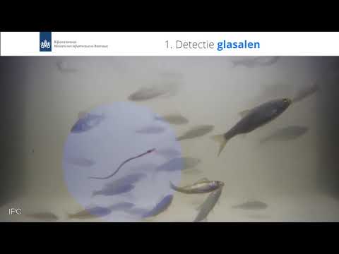 How fish use their corridor, video | Dear Kitty. Some blog