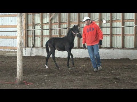 CM Castizo with trainer Jimmy Perales