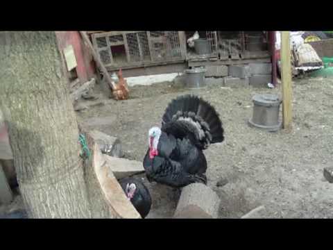 Black-Spanish-Turkey-Tom&Hens.mpg