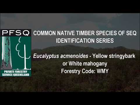Species ID Series: Yellow Stringybark/White Mahogany