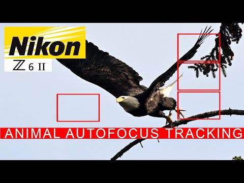 Nikon Z6 II for wildlife photography: Animal autofocus tracking review ...