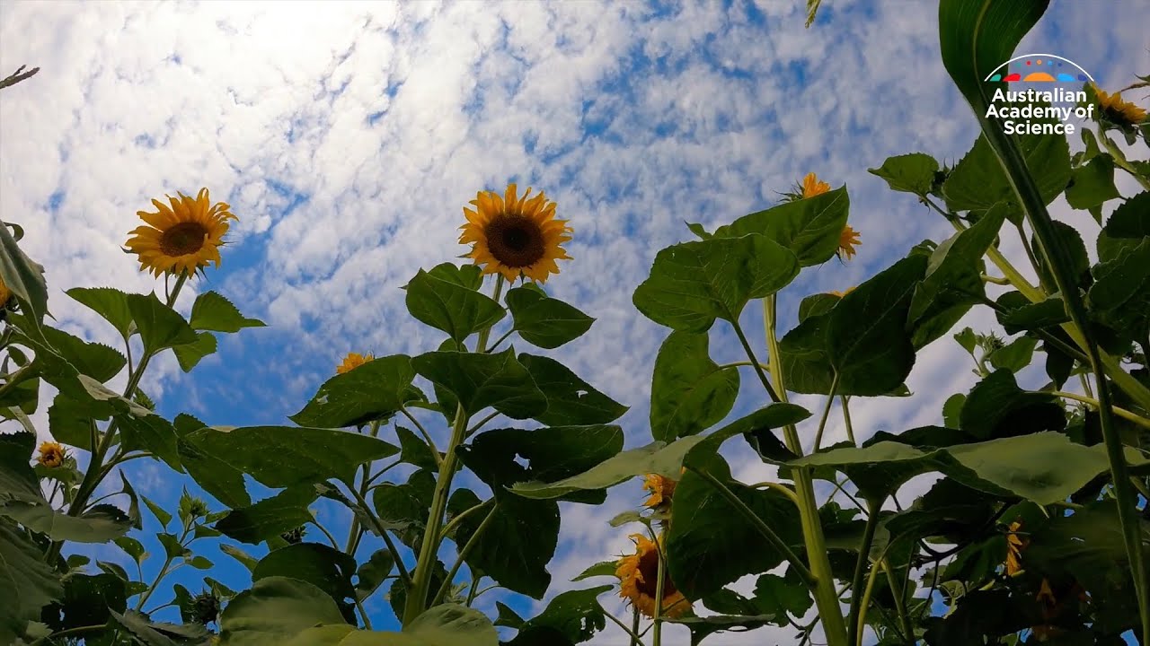 How sunflowers track the sun's movements