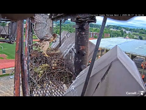 Nestling "O1" Preps For Fledge Watch With With Flapping At The Cornell Hawks Nest – June 17, 2025