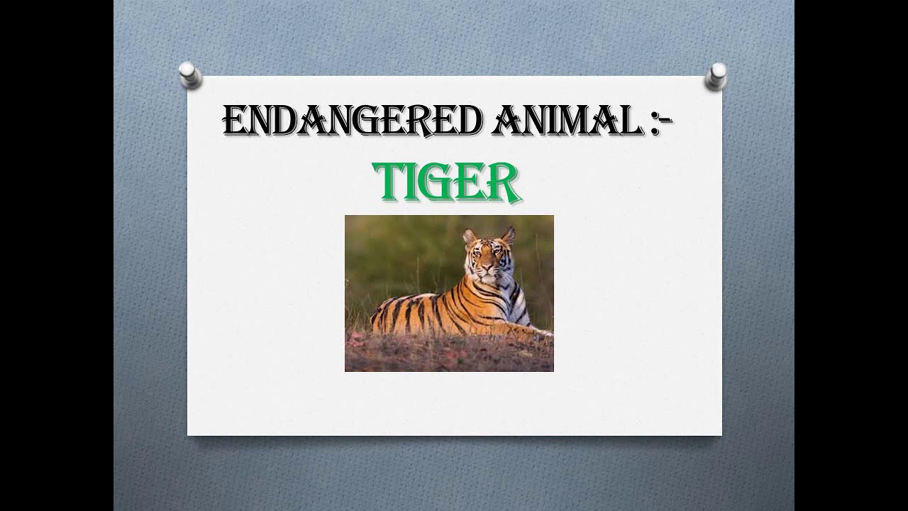 PPT/power point presentation on Endangered Animal Tiger 🐅...