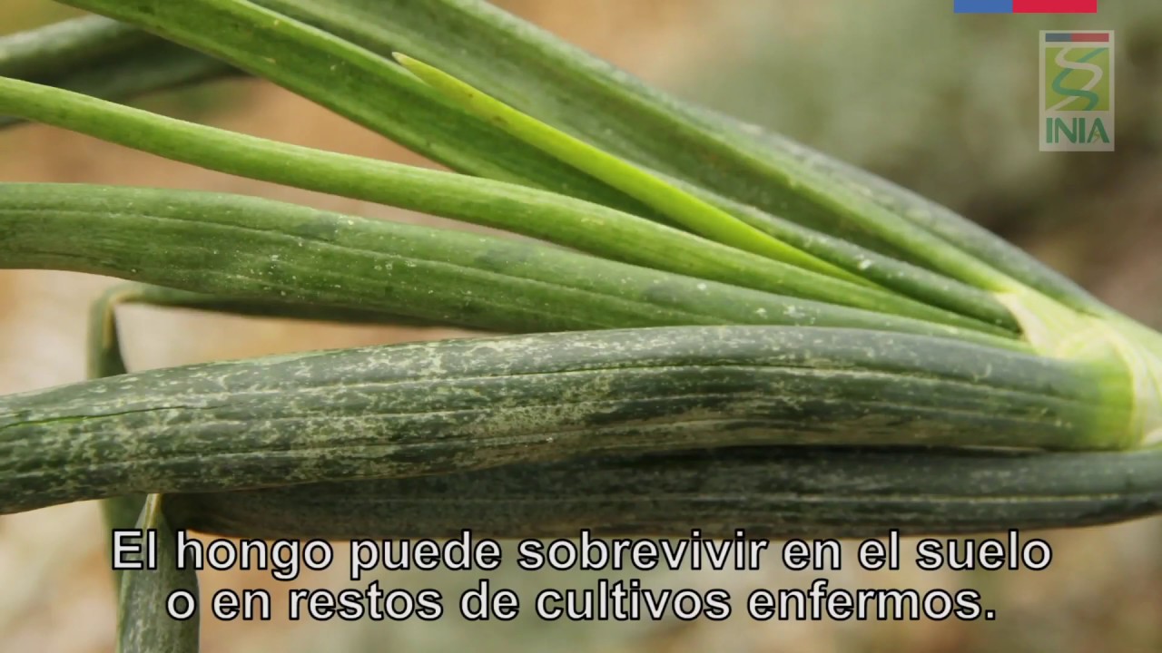 Enfermedad Mildiú en cebolla – Chile Agrícola