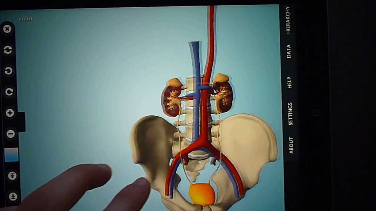 Anatronica3D - Interactive Human Anatomy 3D (iOS/Android)