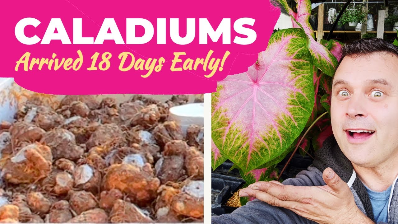 The Caladiums Arrived… 18 Days Early!!! 🎉