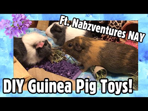 DIY Guinea Pig Toys! Ft. Nabzventures NAY