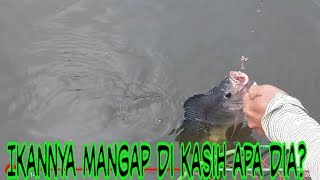 besarfuzziblog: Cara Memancing Ikan Nila Besar
