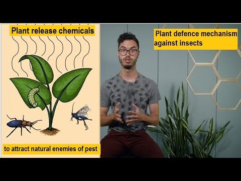 Plant defence mechanism | pheromones | insects | entomology mcqs | lectures | insect video | 06.04