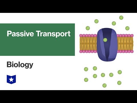 Passive Transport | Biology