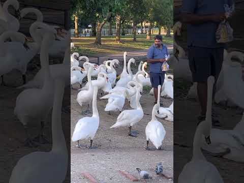 Hungry Swans