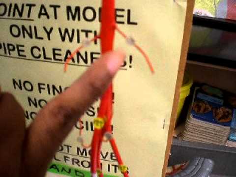 Vascular body