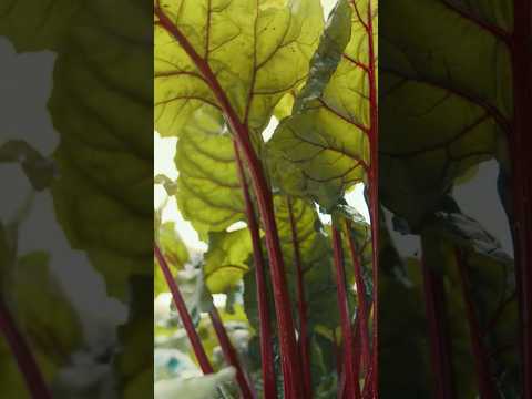 Beyond the Root: Exploring the Delicious and Nutritious Beet Greens!