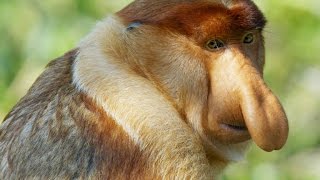 Why Do These Monkeys Have Such Outrageous Noses? | Smithsonian Institution