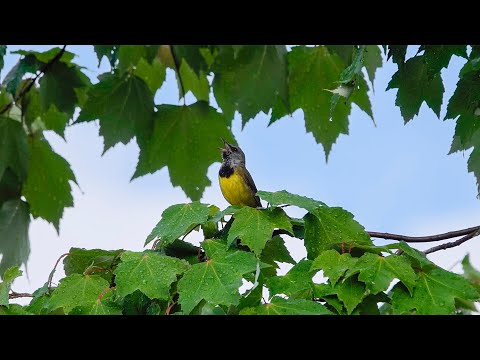 Mourning Warbler Song (15 June 2021)