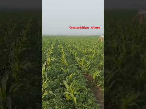 Maize and Potato Intercropping system-(1 maize: 1 potato)ratio