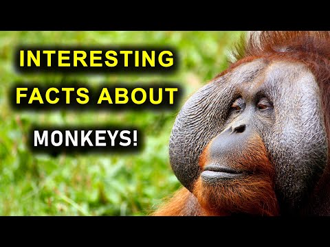 INTERESTING FACTS ABOUT MONKEYS!