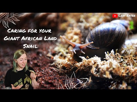 Caring For Your Giant African Land Snails! || Leaf Eater
