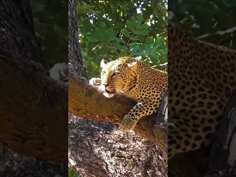 Top 5 big cat meowing #cat #animals #shorts