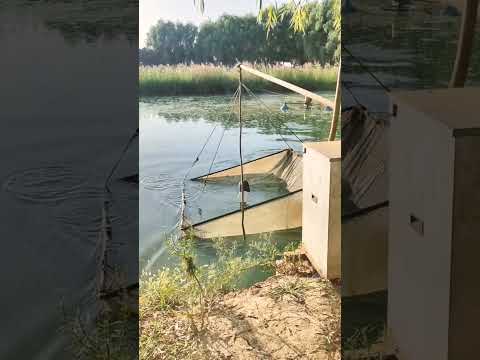 Natural trapping fishing best fishing technique fishing Catch RIVER fish a lots of fishing Catching