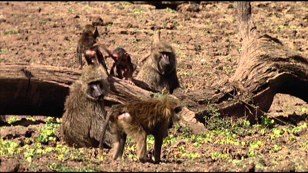 Animals Like Us : Animal Play - Wildlife Documentary - Documentarytube.com