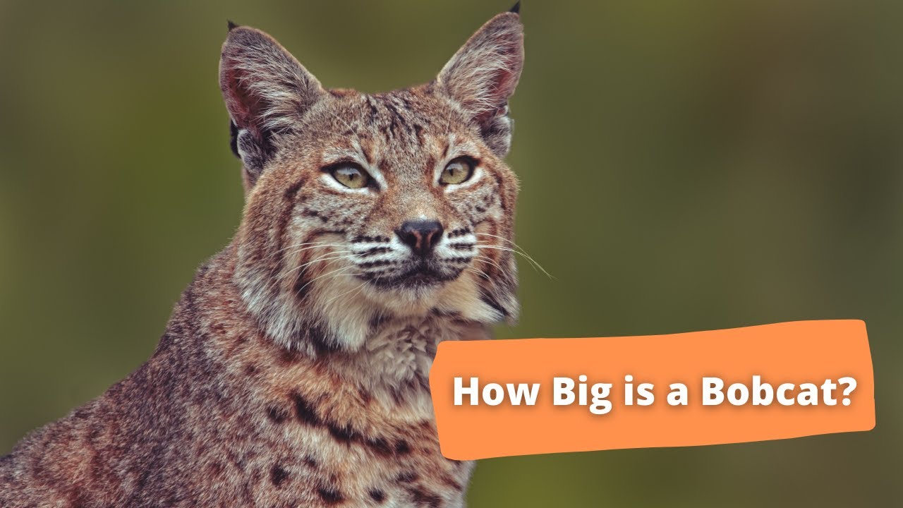 How Big is a Bobcat?