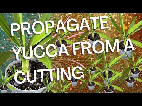 How To Easily Propagate Spineless Yucca Plants.