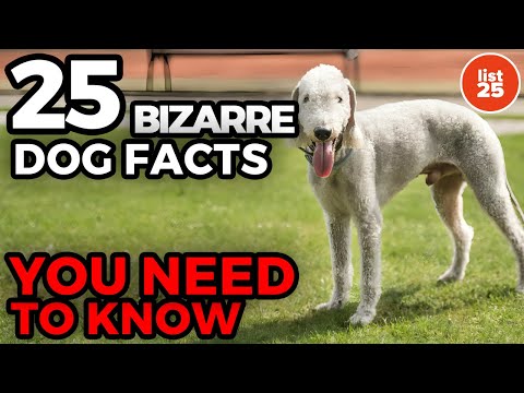 25 BIZARRE Dog Facts You Need To Know