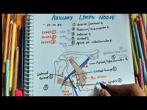 AXILLARY LYMPH NODES || LEVELS || CLINICAL IMPORTANCE || BREAST LYMPHATIC DRAINAGE || UPPER LIMB
