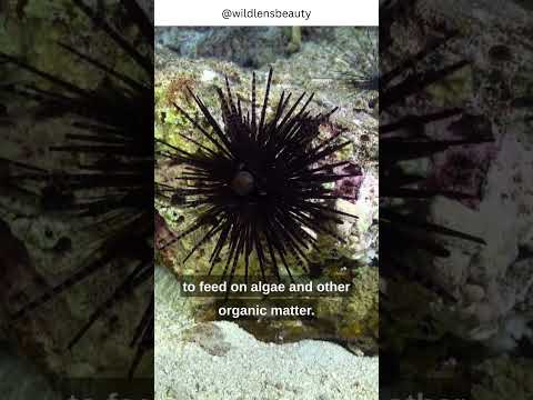 Unveiling the Secrets of Sea Urchins: Exploring Their Adaptations and Behavior