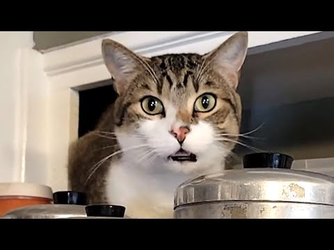 Cat hilariously tries to talk human