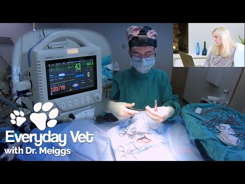 Dog Neuter Surgery | A walkthrough of the surgical procedure