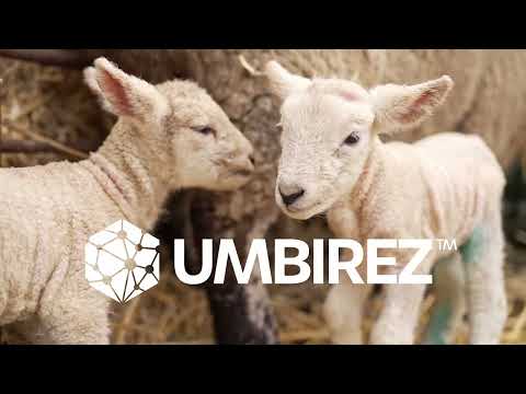How to apply UMBIREZ