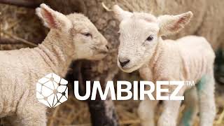UMBIREZ™ Umbilical Spray – Navel & Ear Tag Barrier Solution ...