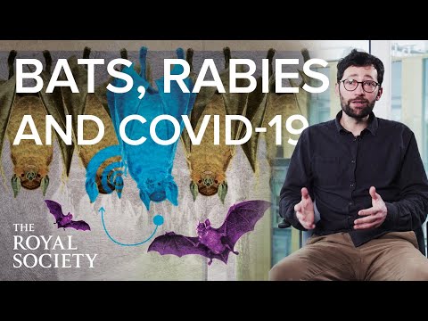 New paper: How often does rabies make vampire bats aggressive? – Carter Lab