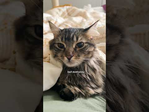 The half-airplane ears 🥹 #catchannel #cat #catmeow #kitten #catshorts #catsound #catlover #cute