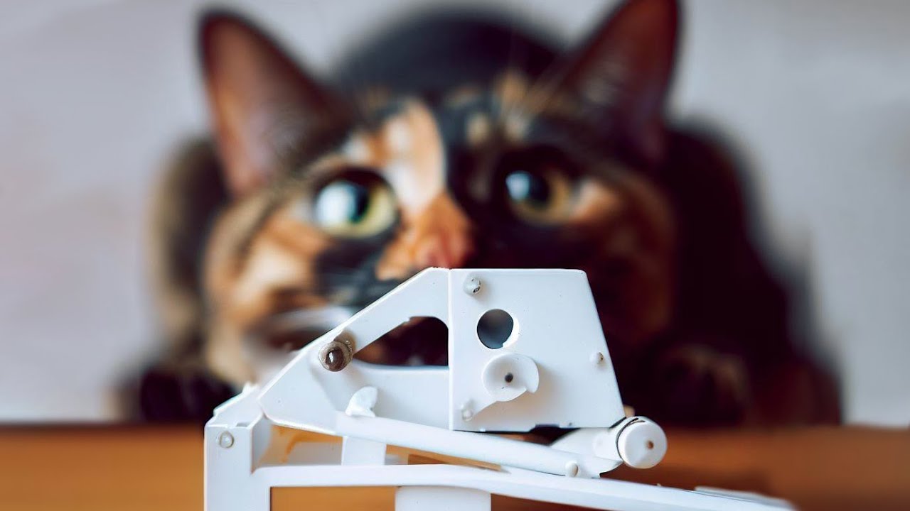 I Made A CAT-apult