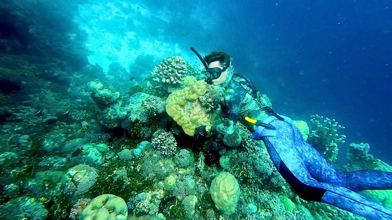 Spearfishing Remote Tropical Island (MONSTER FISH CAUGHT)