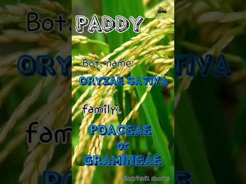 botanical name of cereals #agriculture #afo